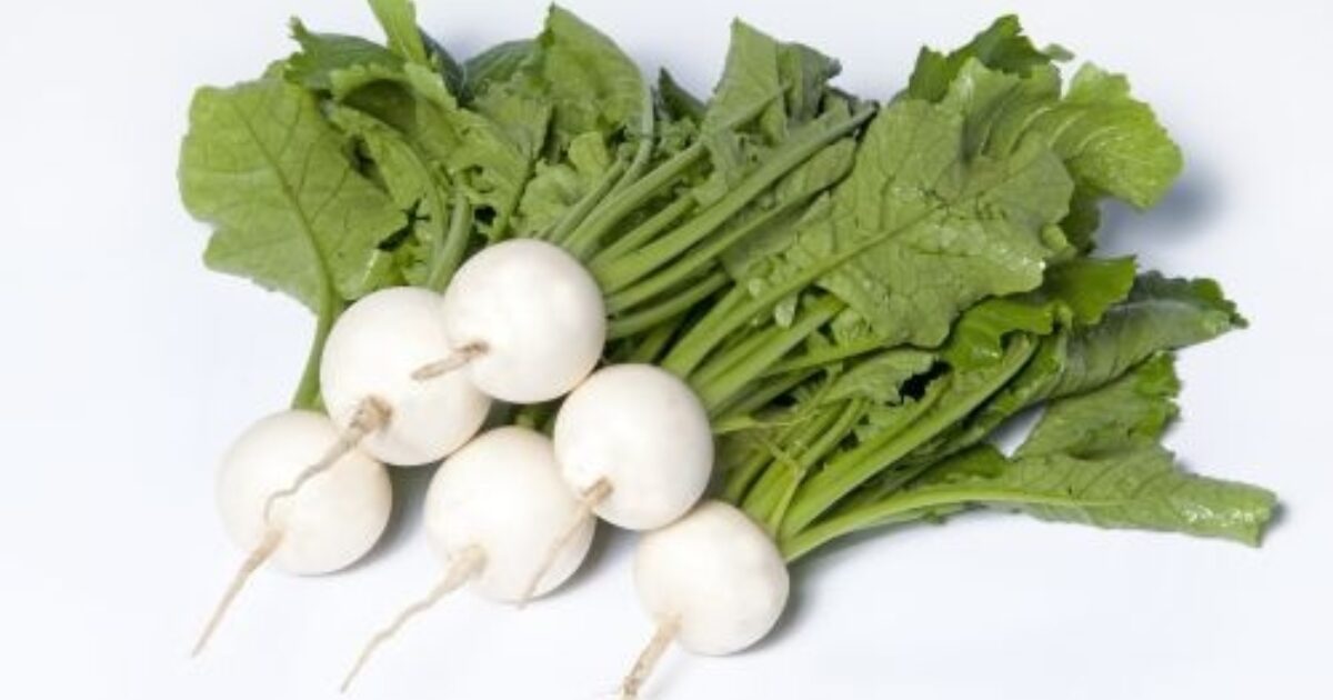 Takii Europe | Turnip