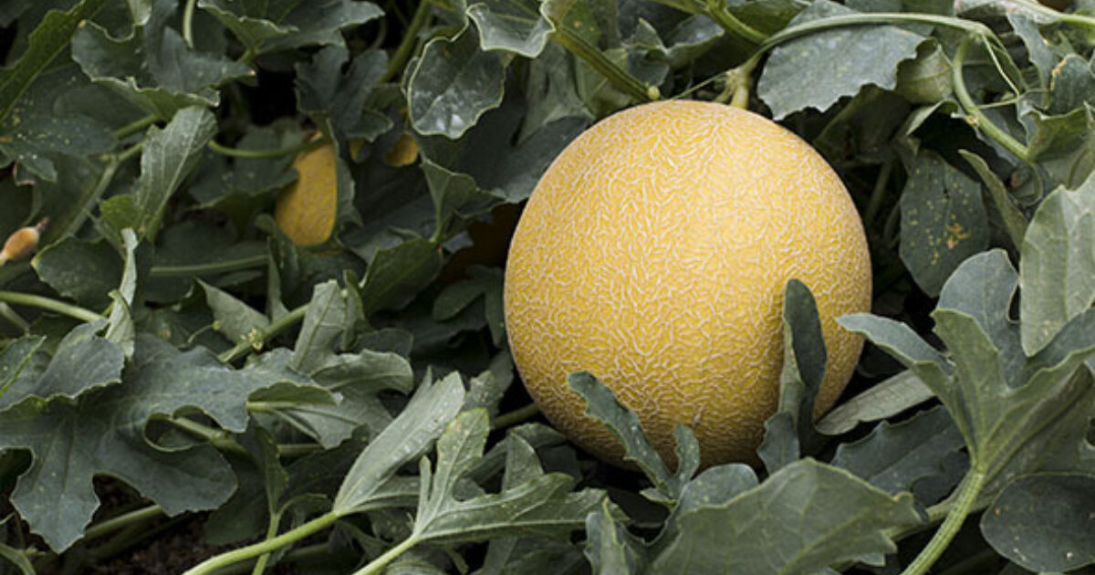 Takii Europe | Melon