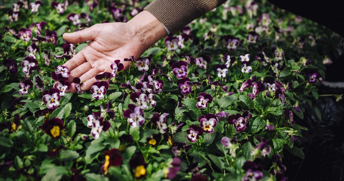 Takii Europe | Vivaldi versus Floral Power: choose the right Viola…