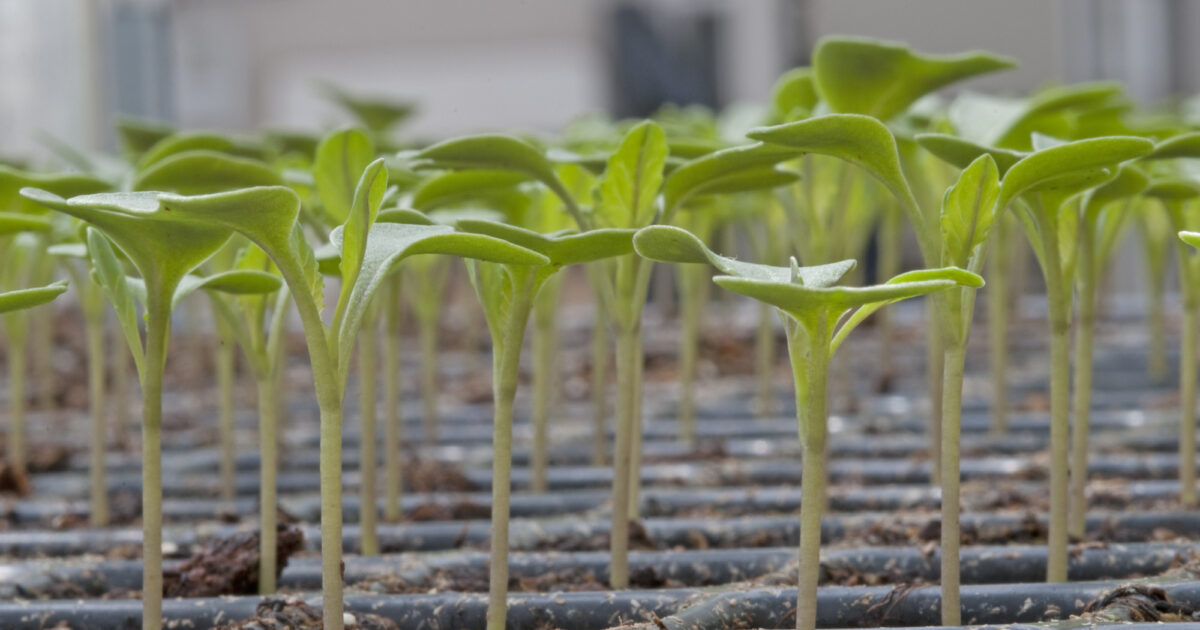 Takii Europe | Rootstock