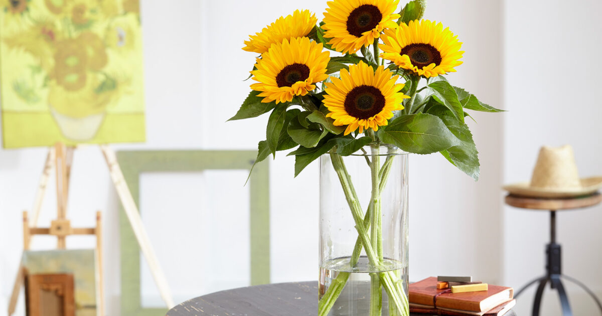 Takii Europe | Sunrich | Eine Marke von Takii