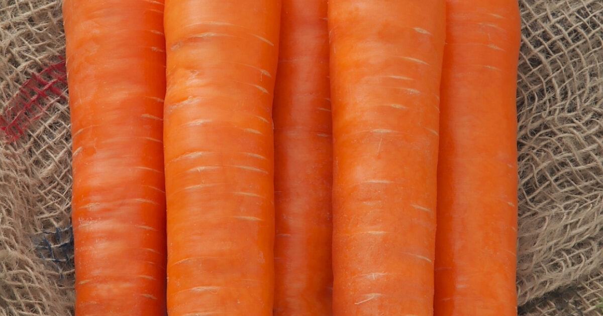 Takii Europe | Carrot