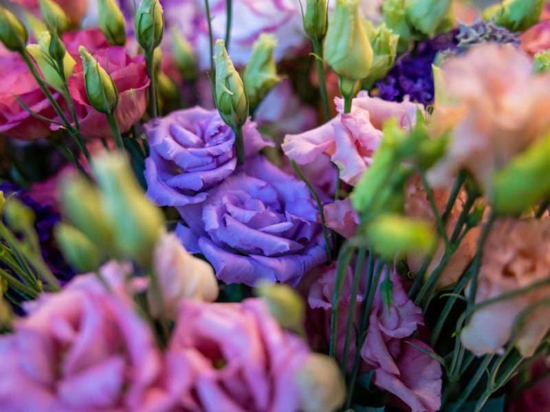 Takii Europe | Understanding Lisianthus growth types in European…