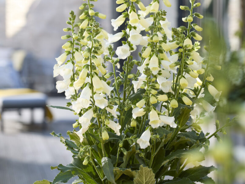 Takii Europe | Hanabee F1: Takii's newest Digitalis purpurea…