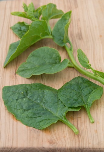 Takii Europe | BASE alba Select Green