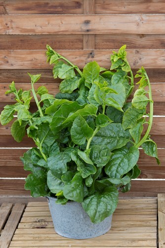 Takii Europe | BASE alba Select Green