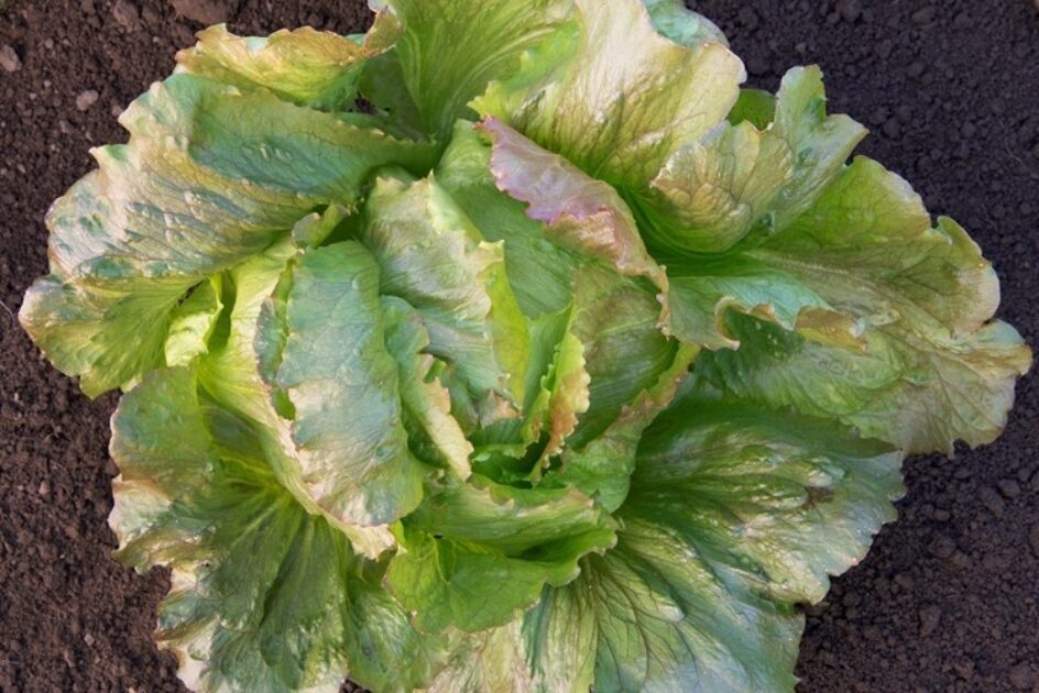 Takii Europe | Red IcebergLettuce