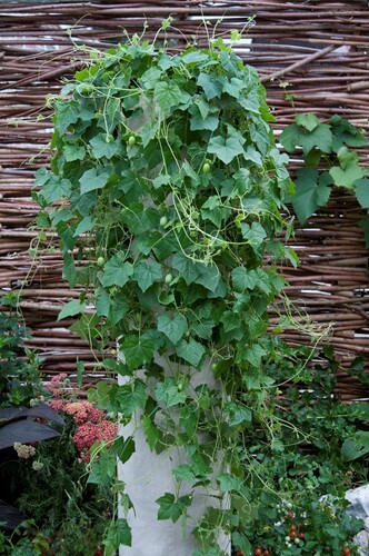 Takii Europe | MELO scab Mouse Melon