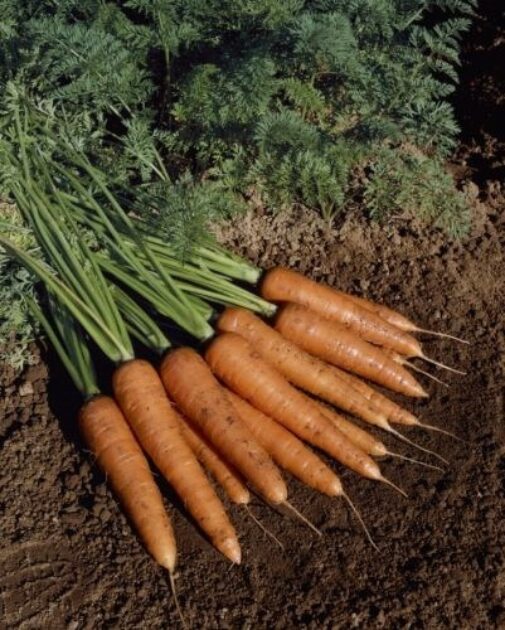 Takii Europe | Fire Wedge F1