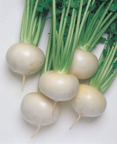 Takii Europe | TURN Tokyo Cross F1