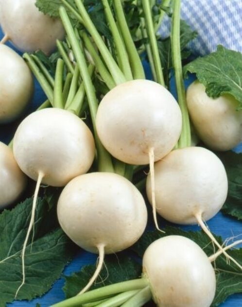 Takii Europe | Tokyo Cross F1