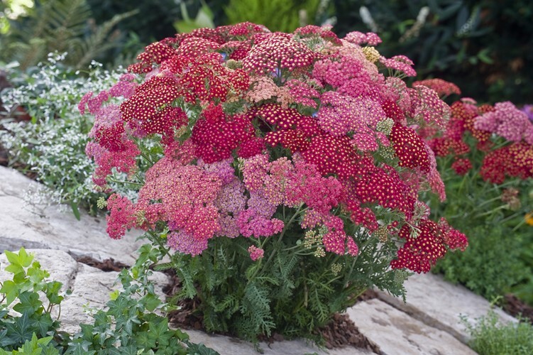 Takii Europe | ACHI mille Summer Berries