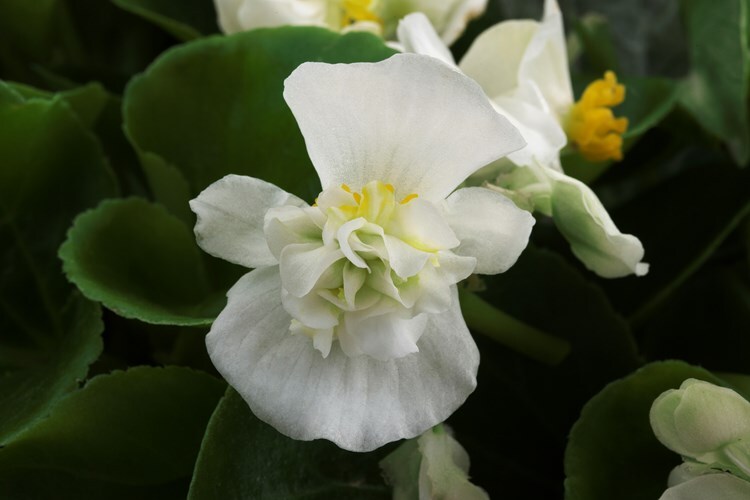 Takii Europe | Fiona F1 White