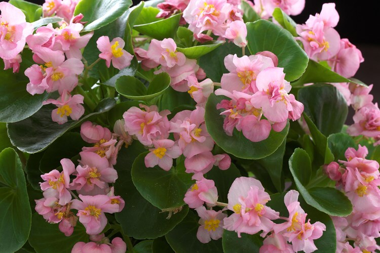 Takii Europe | Fiona F1 Pink