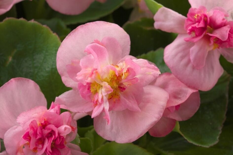 Takii Europe | Fiona F1 Pink