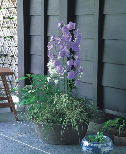 Takii Europe | Takion F1 Blue