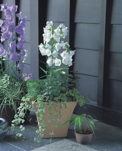 Takii Europe | Takion F1 White