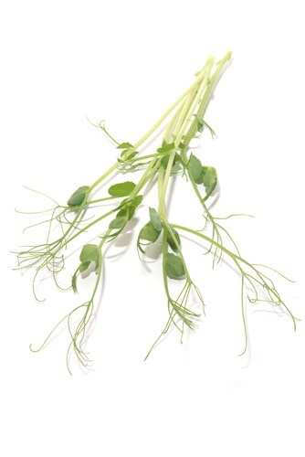 Takii (ES) | ZefierPea Cress