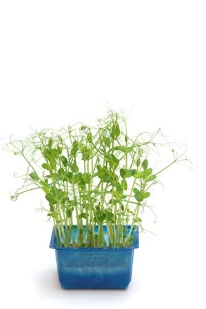 Takii Europe | ZefierPea Cress