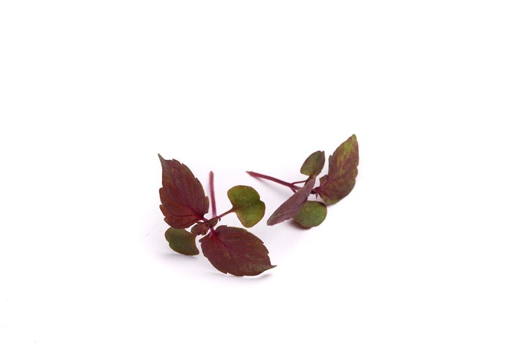 Takii Europe | PERI frut Perilla Red