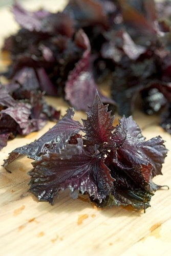 Takii Europe | PERI frut Perilla Red