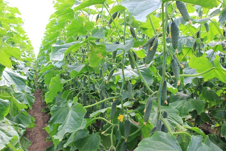 Takii Europe | Tiger F1