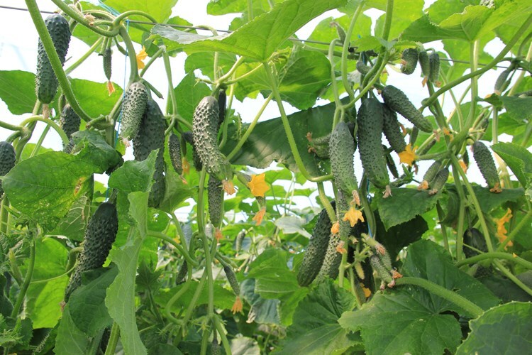 Takii Europe | CUPI Tiger F1