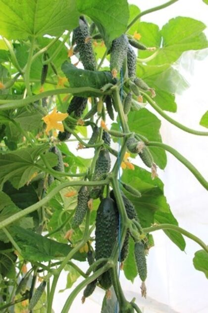 Takii Europe | Tiger F1