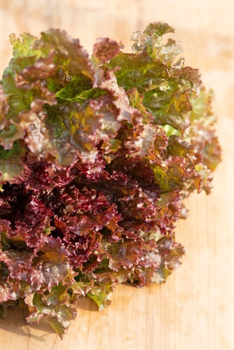 Takii (IT) | New Red Fire