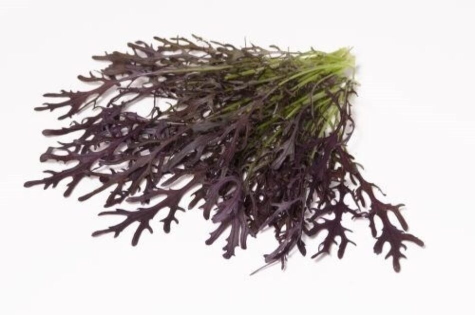 Takii Europe | Mustard Charis