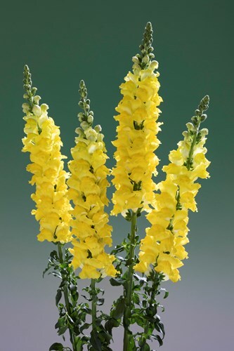 Takii Europe | Legend F1 1 Yellow Imp