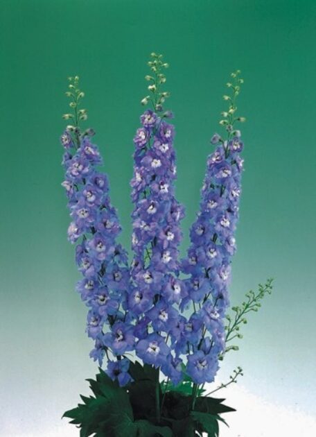 Takii Europe | DELP elat Aurora F1 Light Blue