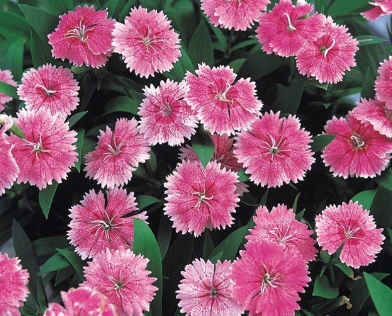 Takii Europe | Telstar F1 Pink