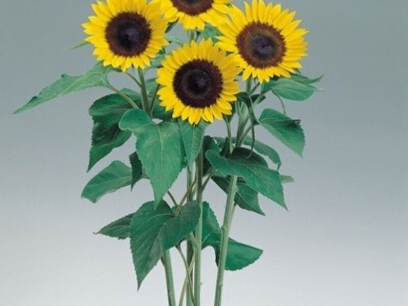 Takii (FR) | Sunrich F1 Lemon