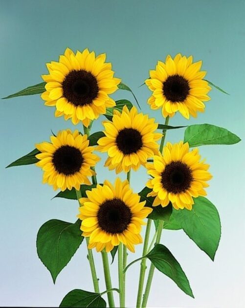 Takii Europe | Sunrich Summer F1 Lemon