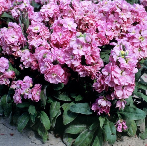 Takii (IT) | Cinderella Pink