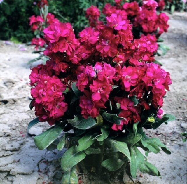 Takii Europe | Cinderella Red