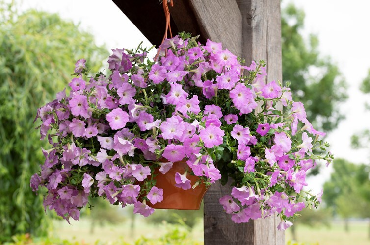 Takii Europe | PETU hybr Opera Supreme F1 Lavender