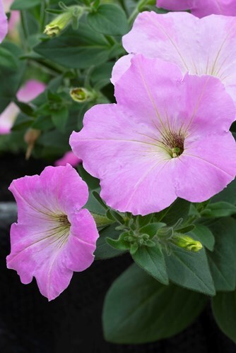 Takii Europe | PETU hybr Opera Supreme F1 Lavender