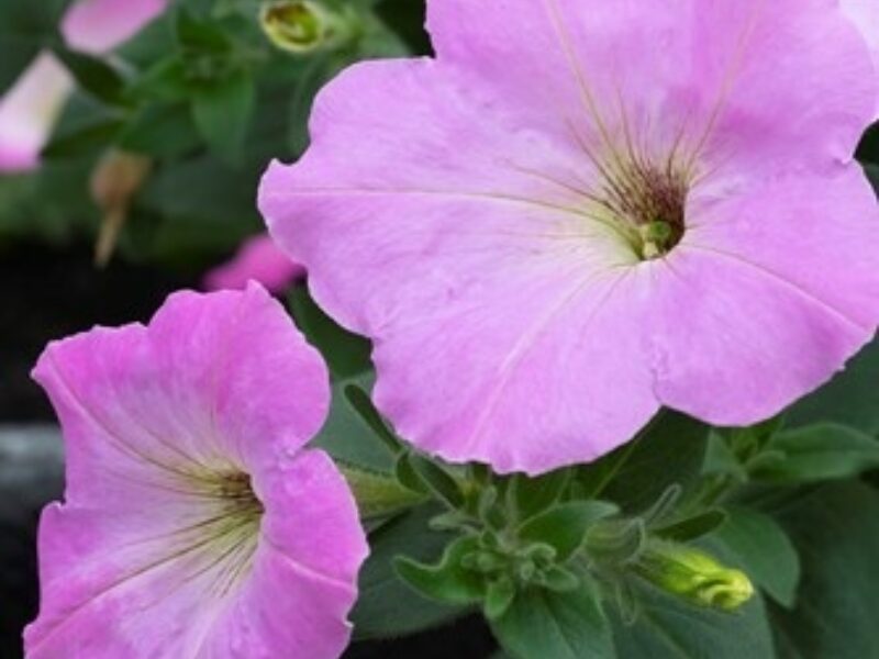 Takii Europe | PETU hybr Opera Supreme F1 Lavender