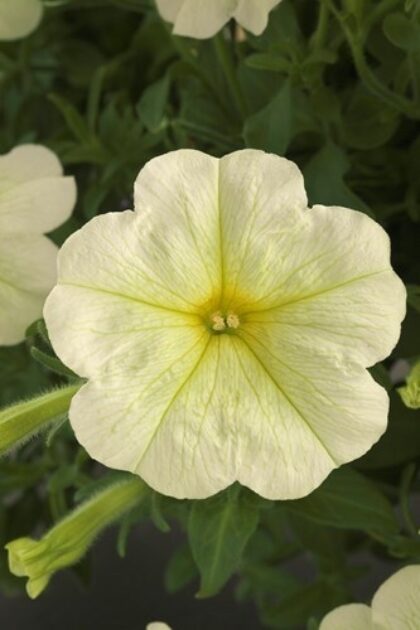 Takii Europe | Opera Supreme F1 Lemon