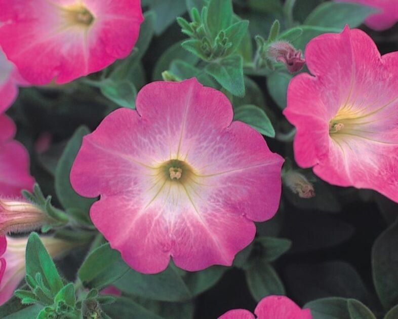Takii Europe | PETU hybr Opera Supreme F1 Pink Morn