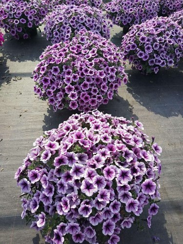 Takii Europe | Opera Supreme F1 Purple Vein