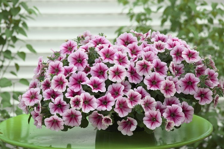 Takii Europe | Opera Supreme F1 Raspberry Ice