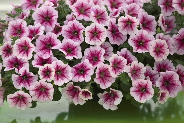 Takii Europe | Opera Supreme F1 Raspberry Ice