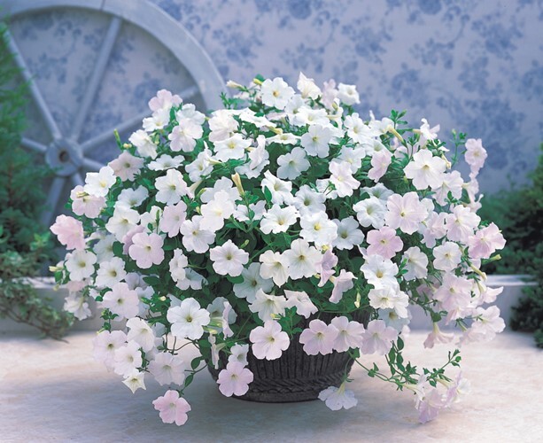 Takii Europe | Opera Supreme F1 White