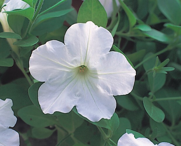 Takii Europe | Opera Supreme F1 White