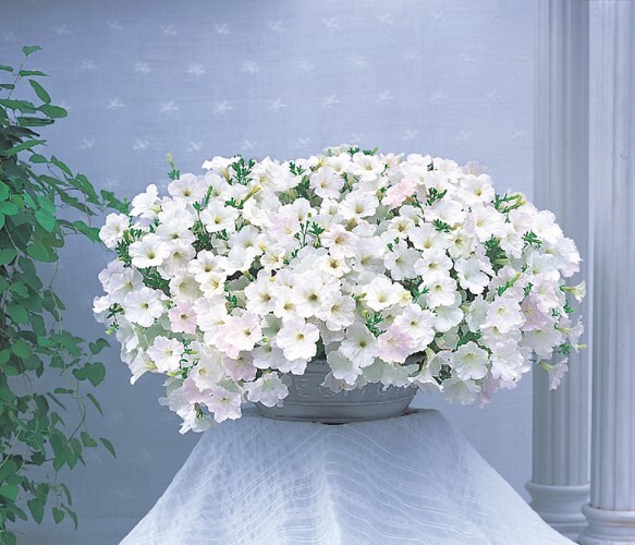 Takii Europe | Opera Supreme F1 White