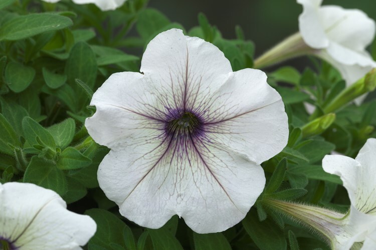 Takii (IT) | Trilogy F1 Silver Blotch