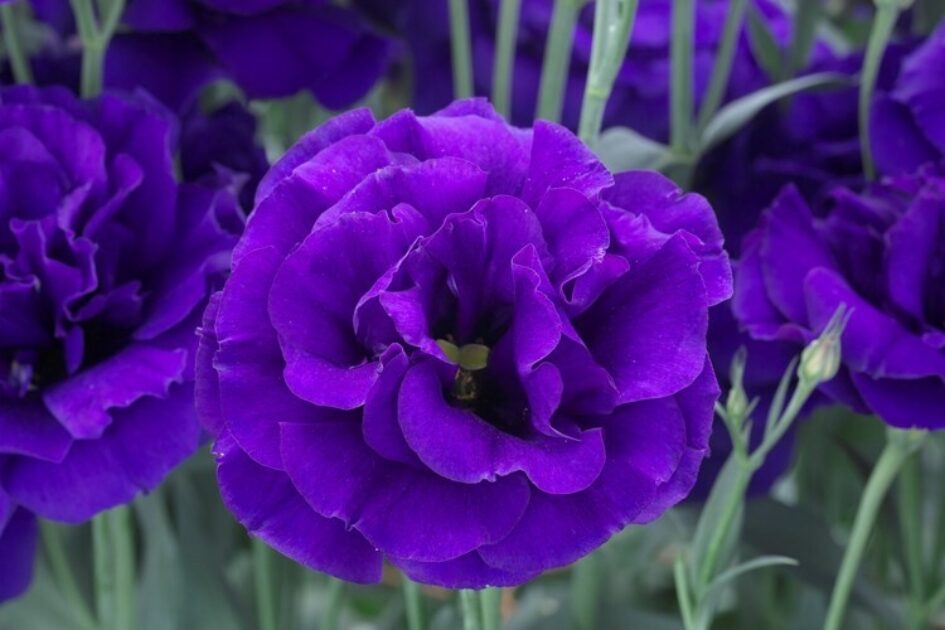 Takii Europe | Arena F1 1 Purple